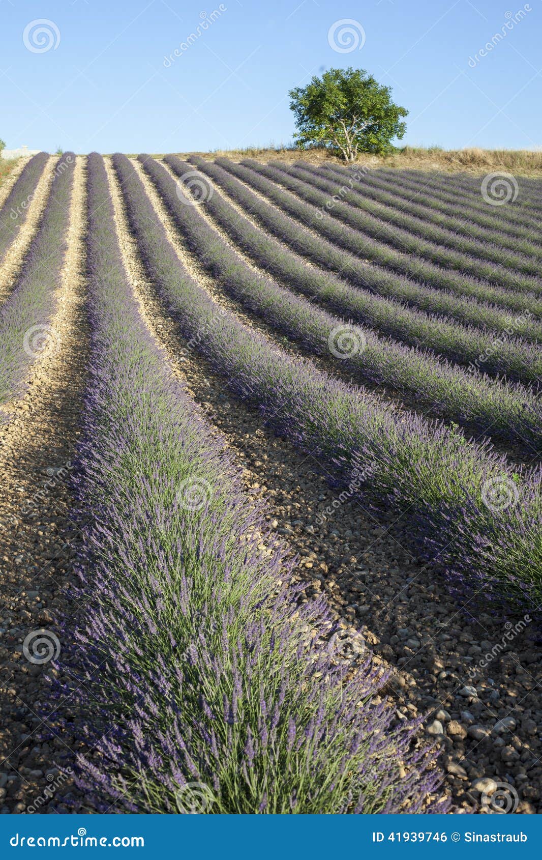 Provence stock photo. Image of grass, flower, fields - 41939746