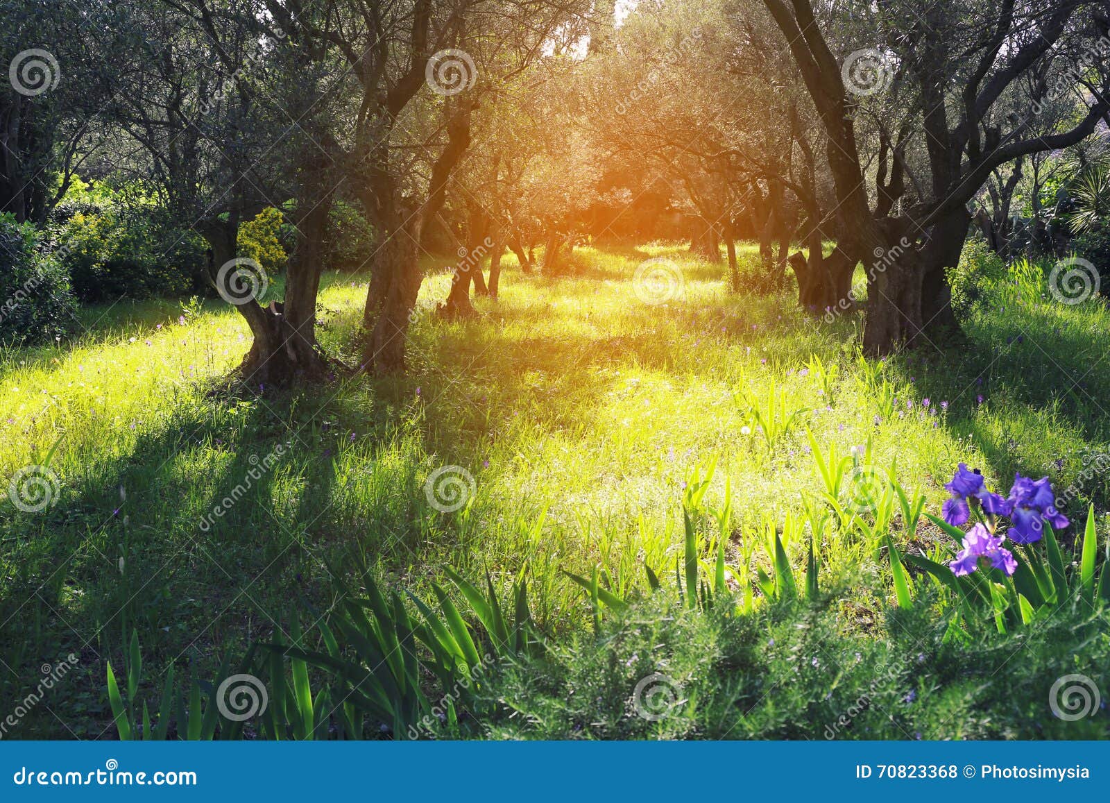 Provence: Spring Sunny Day in Olive Grove Stock Photo - Image of lawn ...