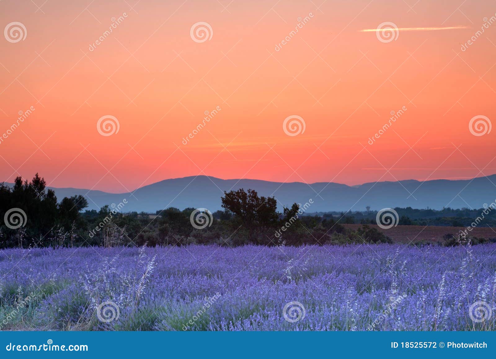 Provence sunrise stock photo. Image of morning, lavender - 18525572