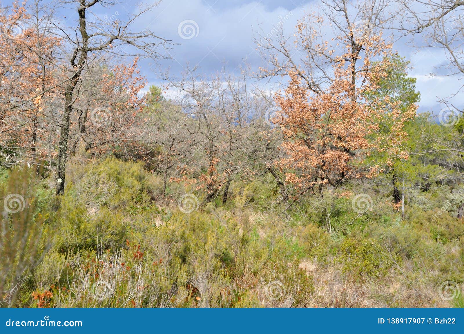 Provence in winter stock image. Image of rural, foliage - 138917907