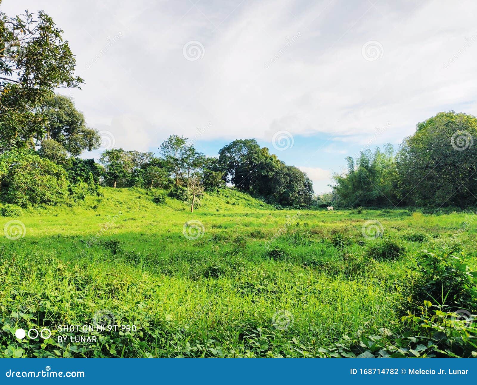 Province stock photo. Image of province, forest, landscape - 168714782