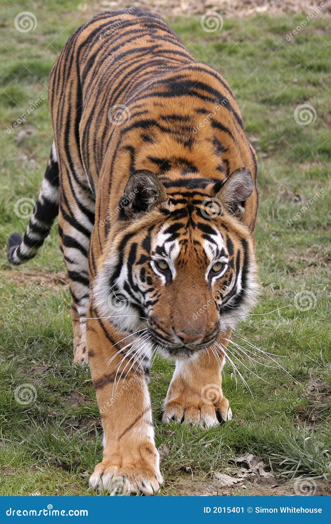 On the Prowl stock image. Image of captivity, endangered - 2015401