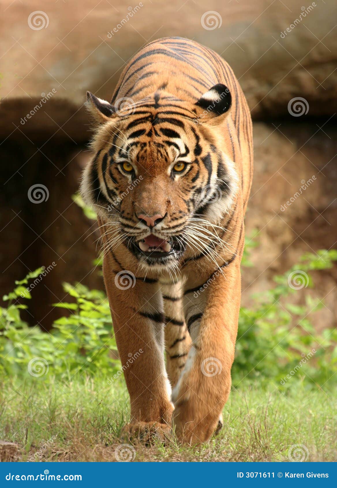 On the Prowl stock image. Image of stripes, feline, fierce - 3071611