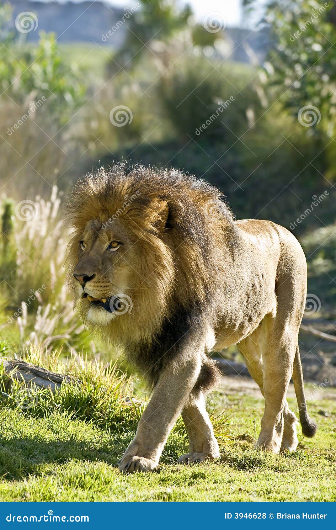 On the Prowl stock photo. Image of stare, trot, king, prowl - 3946628