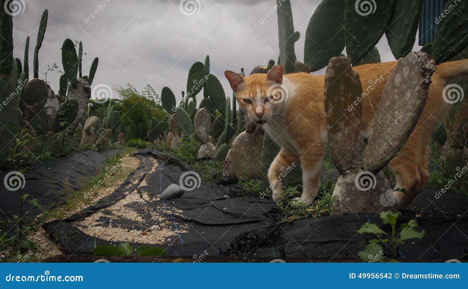 Prowler stock photo. Image of fierce, looking, catcus - 49956542