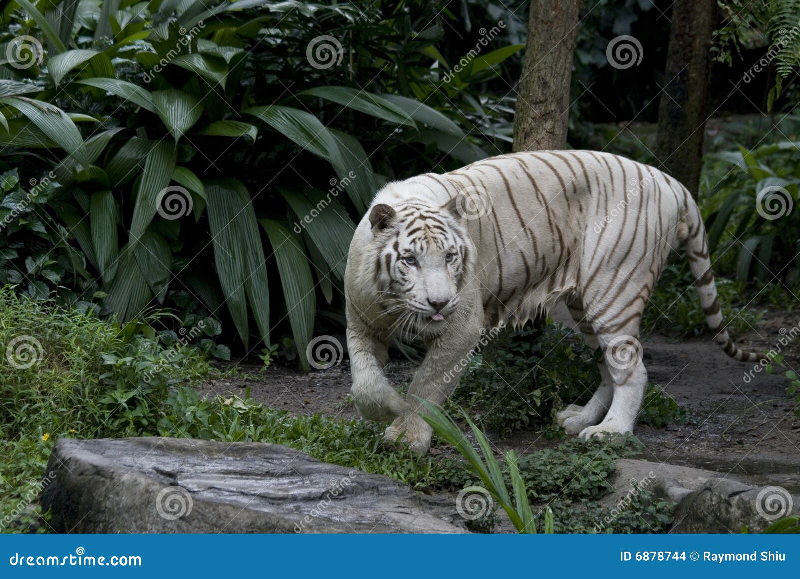 Prowling stock photo. Image of jungle, king, siberian - 6878744