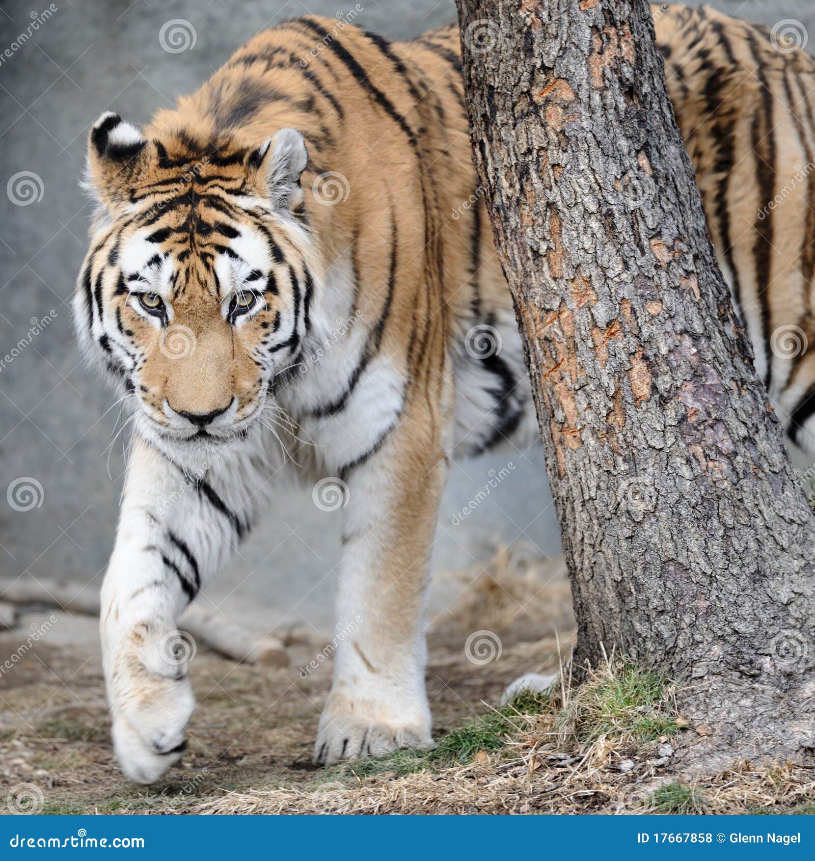 Prowling Amur tiger stock photo. Image of nature, dangerous - 17667858