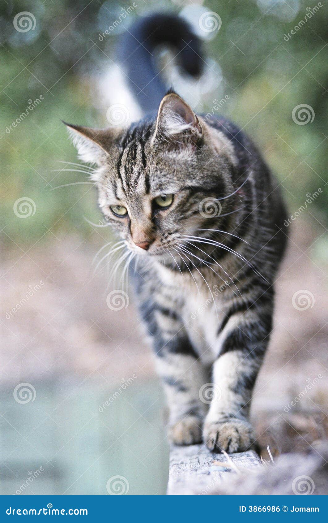 Prowling cat stock photo. Image of striped, searching - 3866986