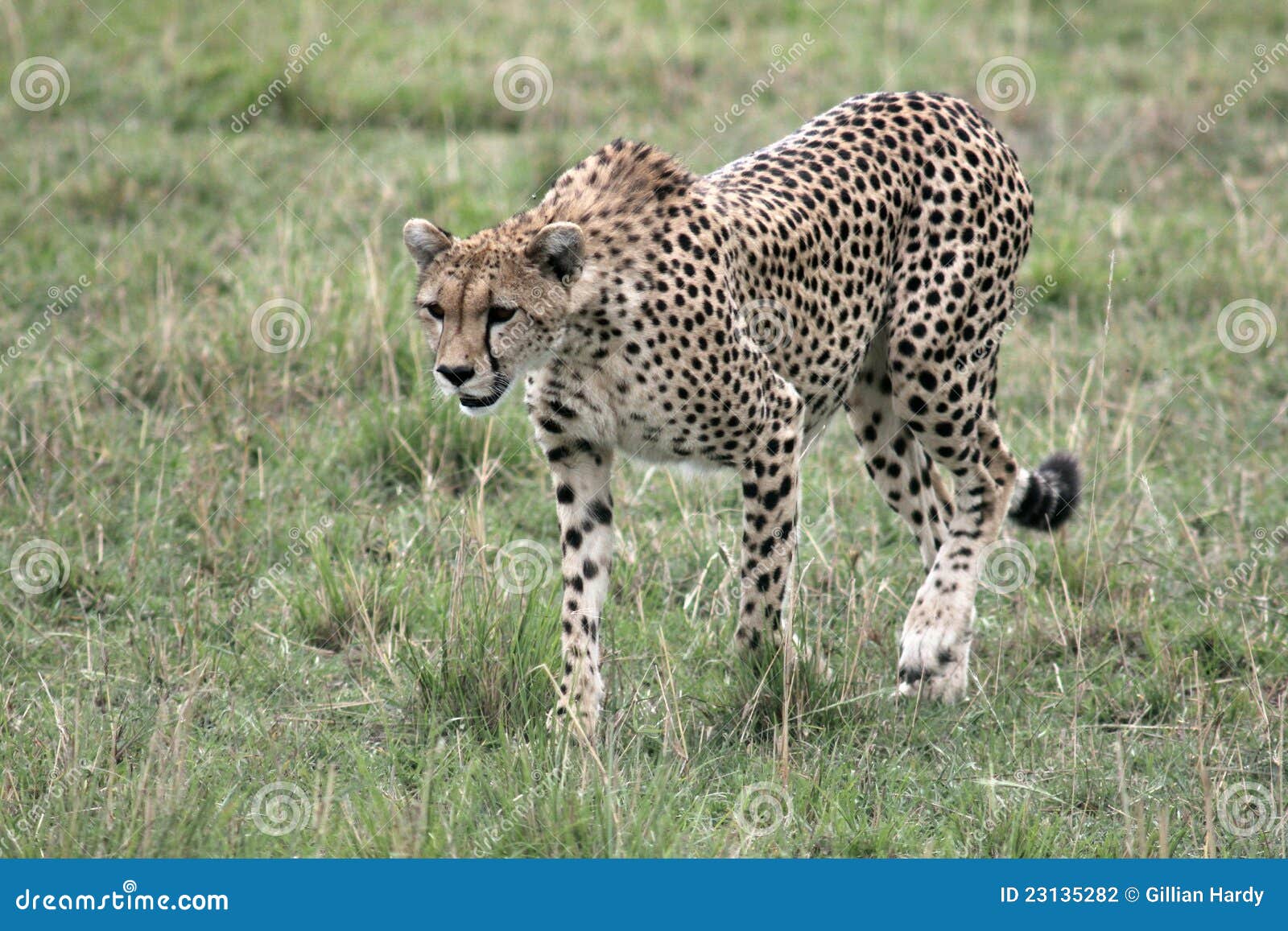 Prowling Cheetah stock photo. Image of travel, nature - 23135282