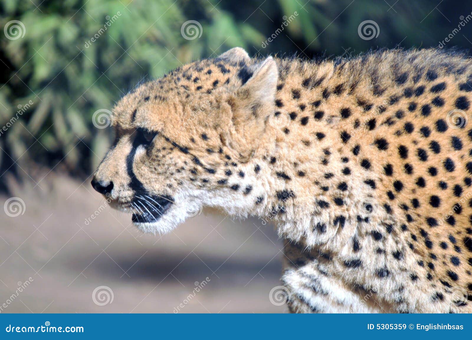 347 Cheetah Behind Stock Photos - Free & Royalty-Free Stock Photos from ...