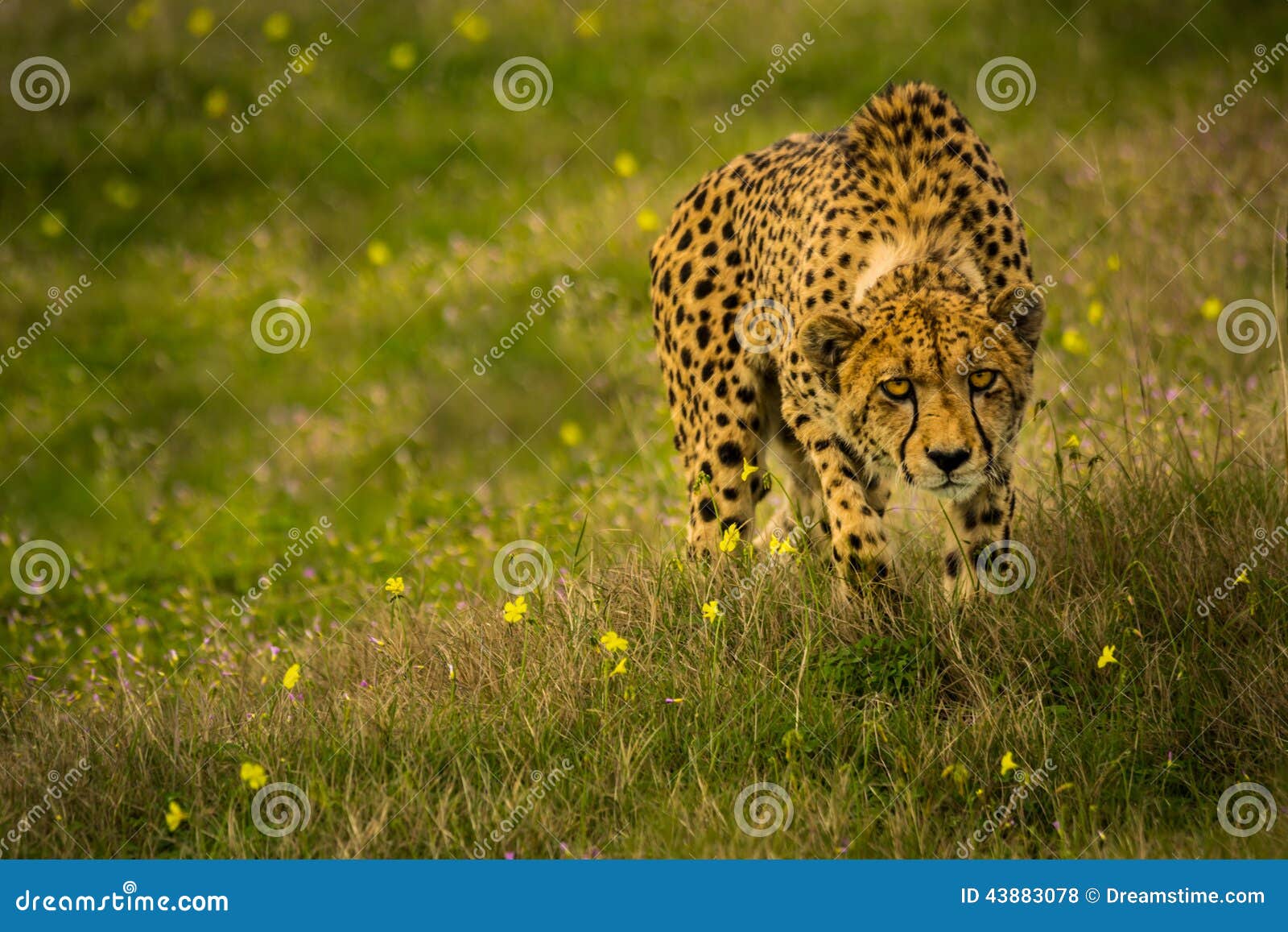 Prowling Cheetah stock photo. Image of hunting, prowling - 43883078