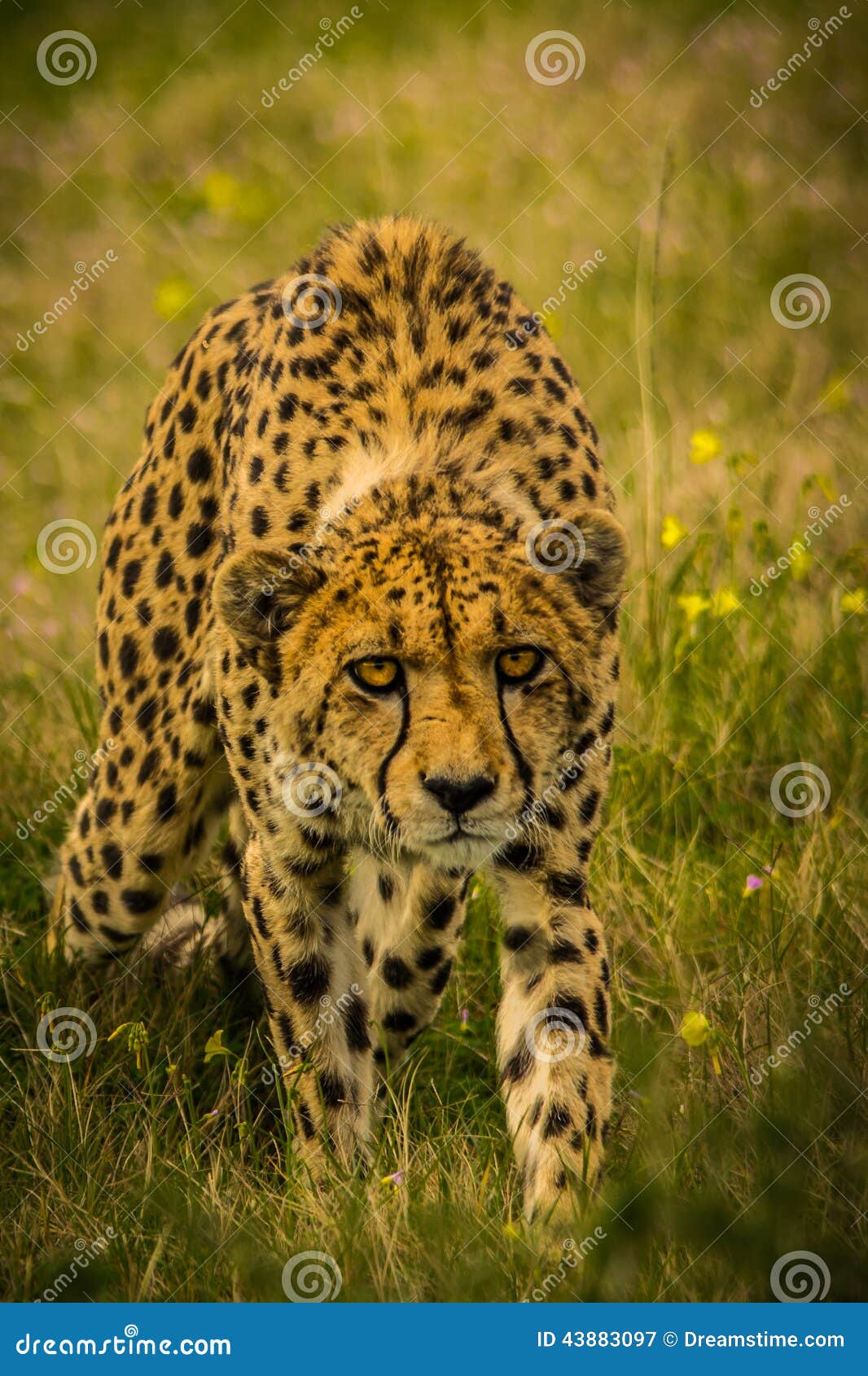 Prowling Cheetah stock image. Image of field, flowers - 43883097