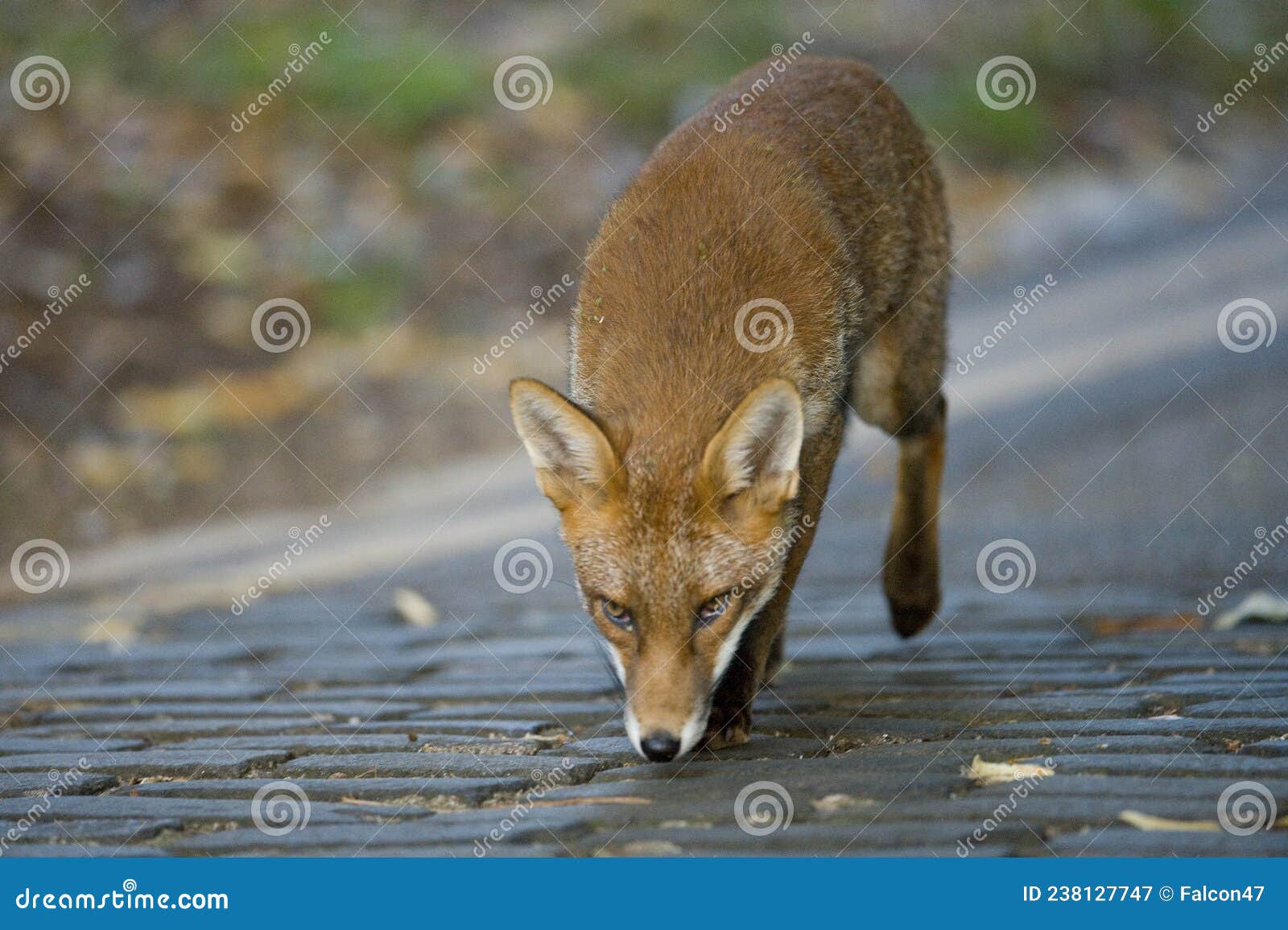 Prowling Fox stock image. Image of checks, cubs, massive - 238127747
