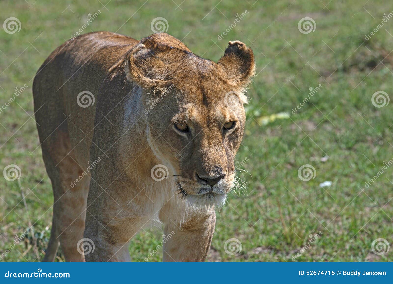 Prowling Lioness stock photo. Image of colour, tuli, strength - 52674716
