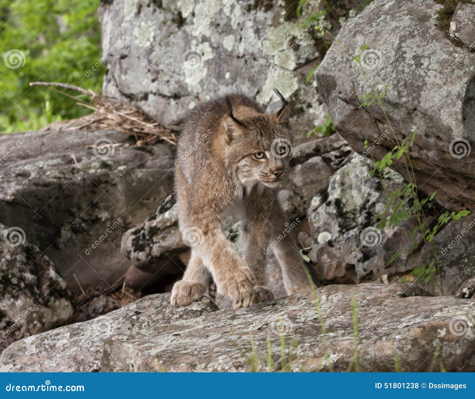 Prowling Lynx stock photo. Image of wildlife, habitat - 51801238