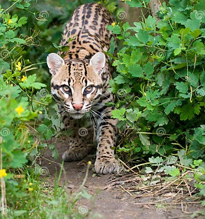 Prowling ocelot stock photo. Image of feline, wildlife - 12056710