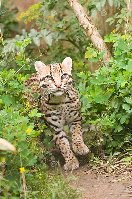 Prowling ocelot stock image. Image of mammal, wildlife - 12057363