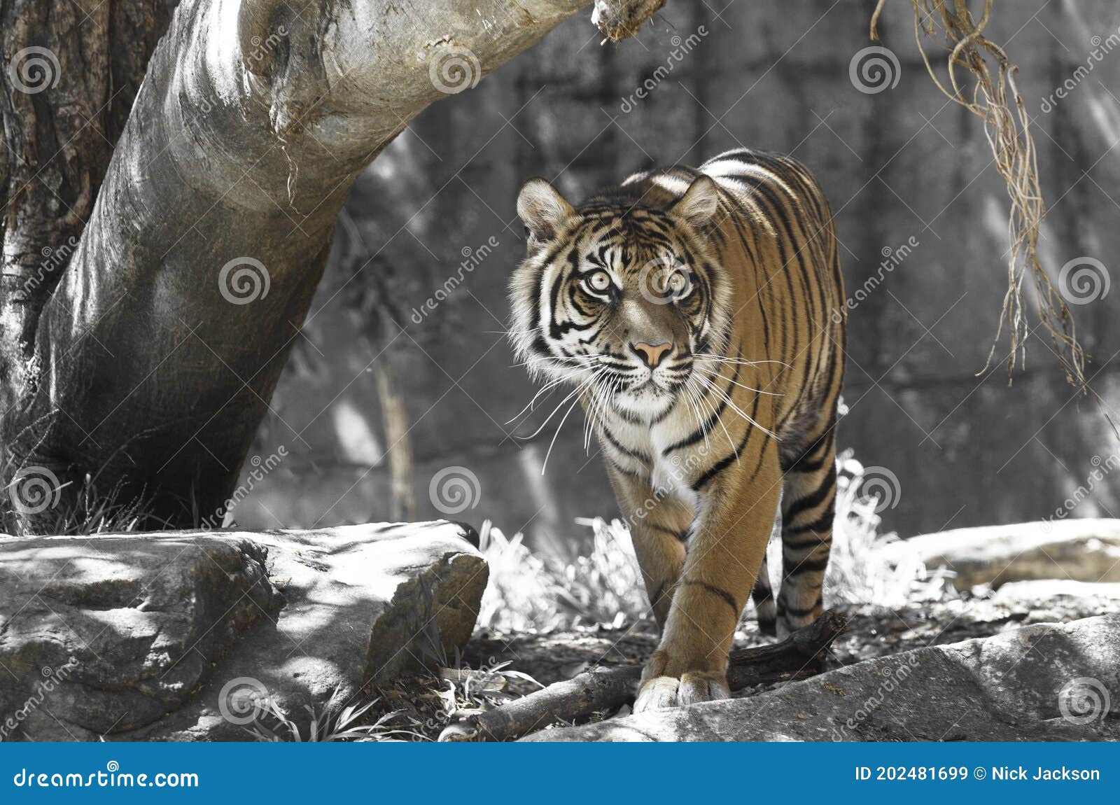 Prowling tiger stock image. Image of australia, beautiful - 202481699