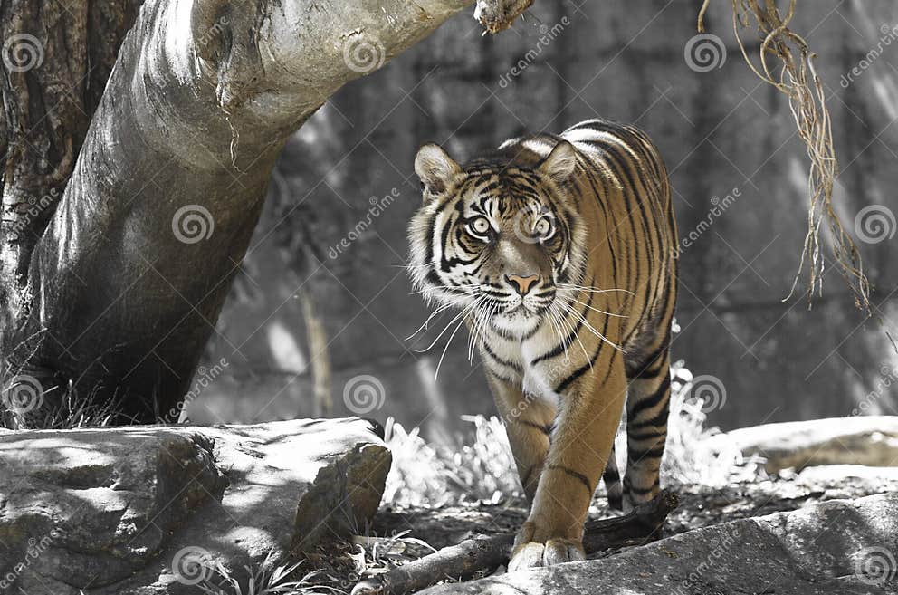 Prowling tiger stock image. Image of australia, beautiful - 202481699