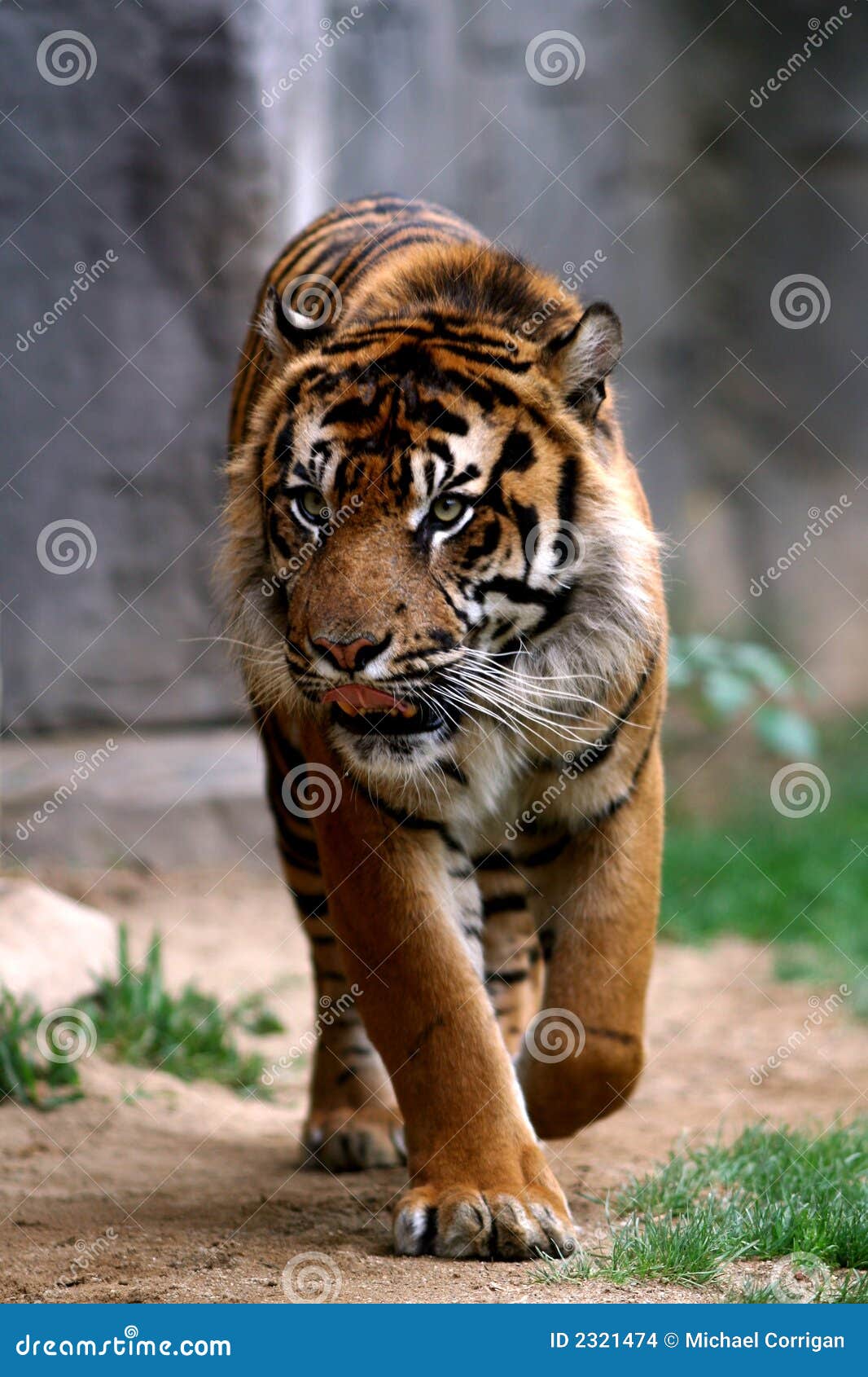 Prowling Tiger stock photo. Image of tiger, sharp, preditor - 2321474