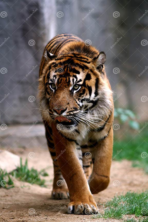 Prowling Tiger stock photo. Image of tiger, sharp, preditor - 2321474