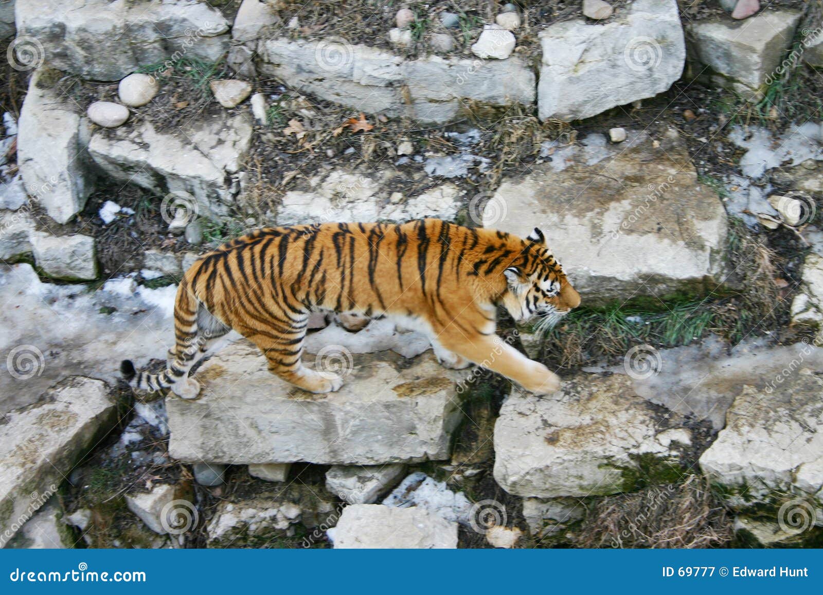 Prowling Tiger stock image. Image of carnivor, stripes, mammel - 69777