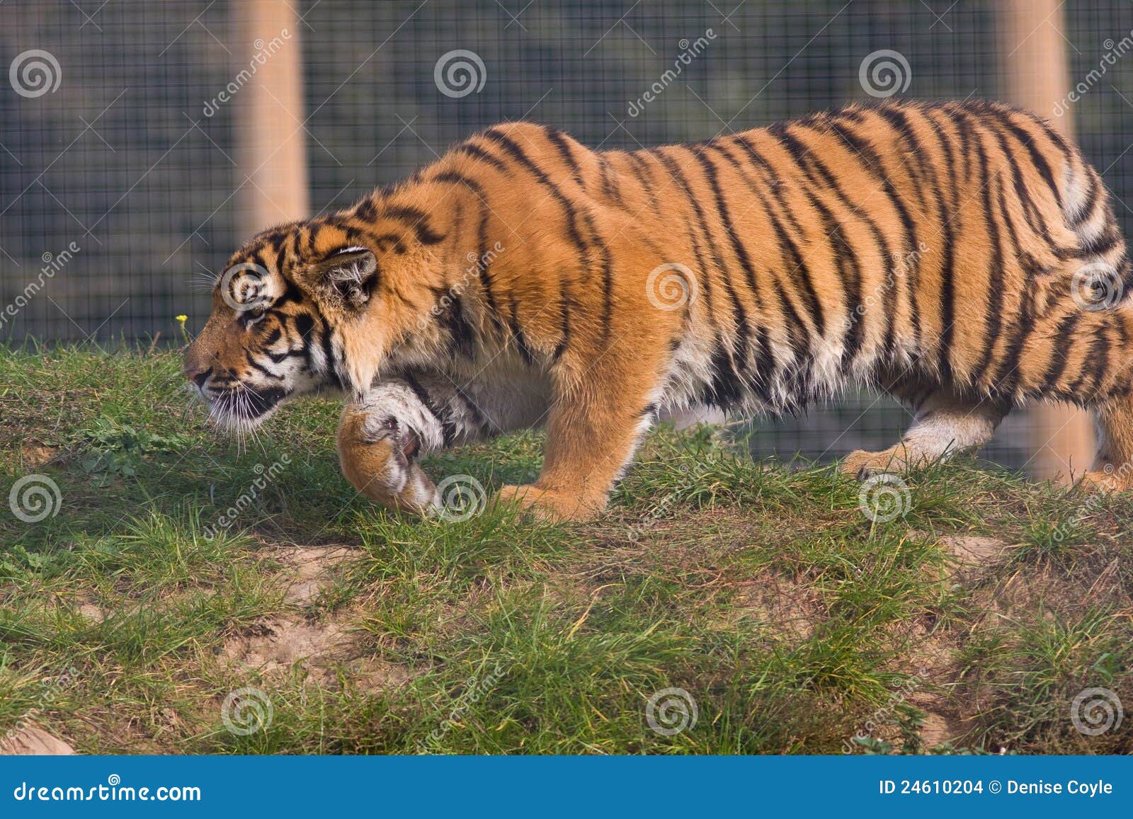 Prowling Tiger Cub stock photo. Image of predator, sumatran - 24610204