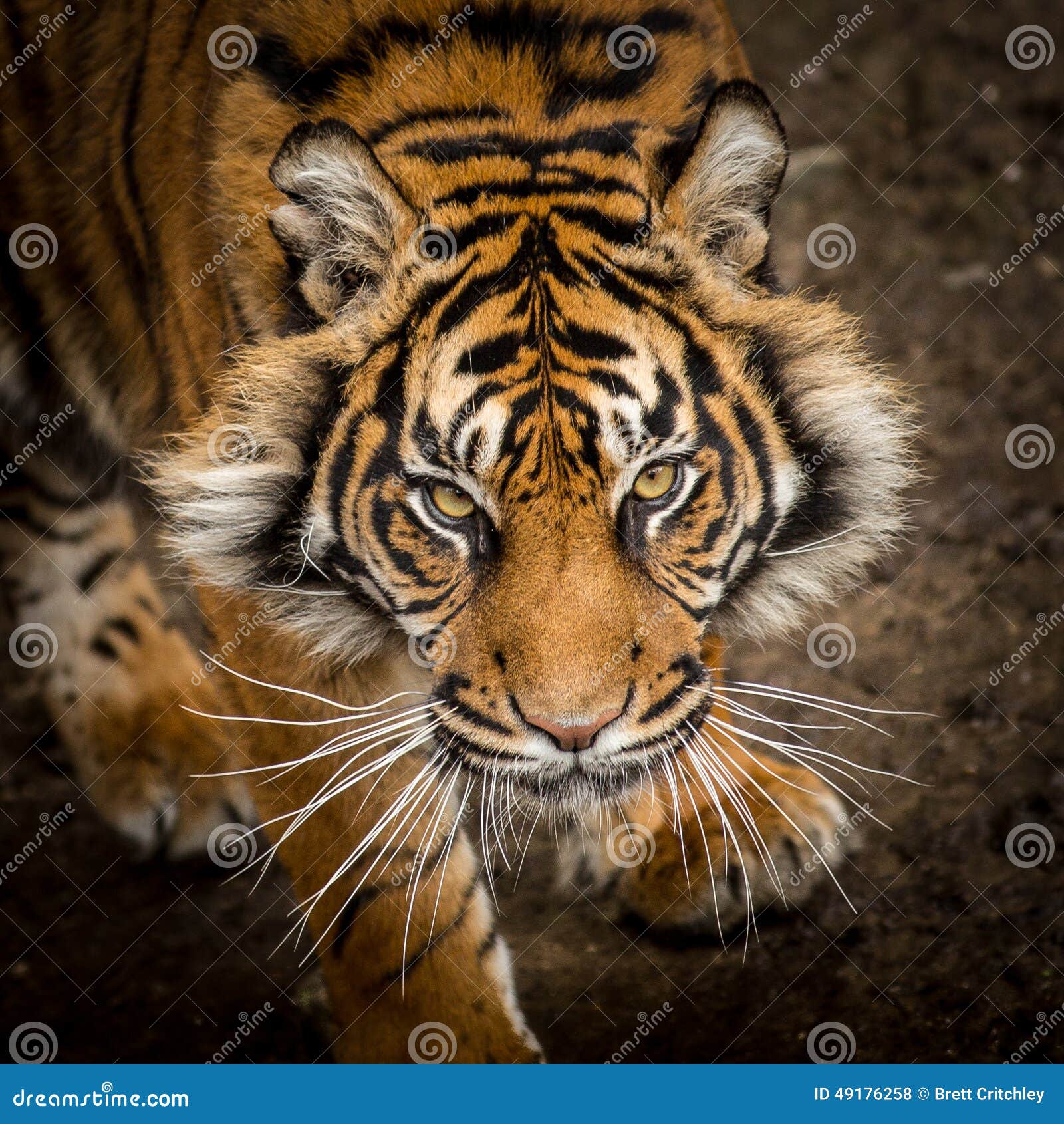 Prowling tiger stock photo. Image of wild, wildlife, tigress - 49176258