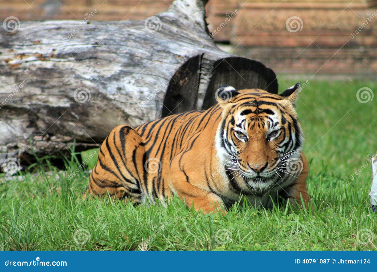 Prowling tiger stock image. Image of captivity, metro - 40791087