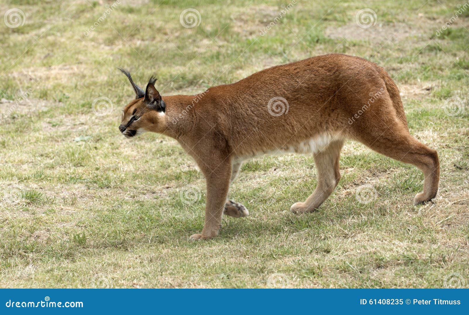 Prowling a wild Caracal stock image. Image of species - 61408235