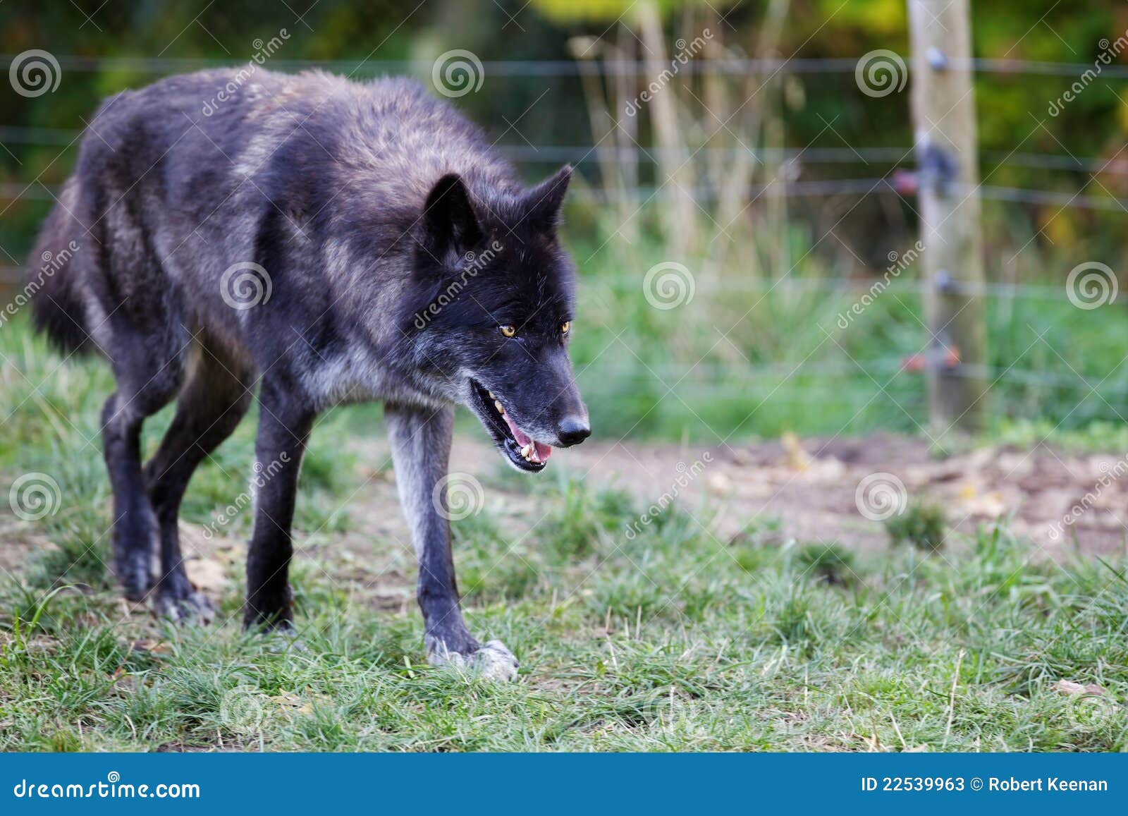 150 Wolf Prowling Photos - Free & Royalty-Free Stock Photos from Dreamstime