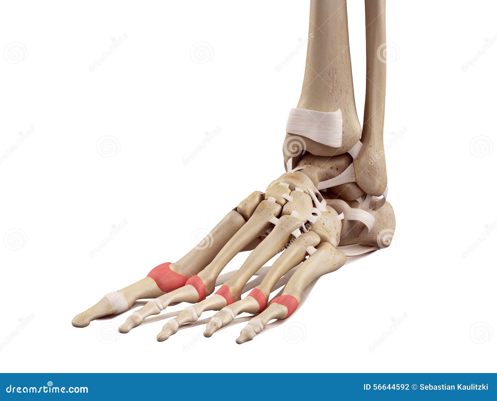 The Proximal Joint Capsules Stock Illustration - Illustration of ...