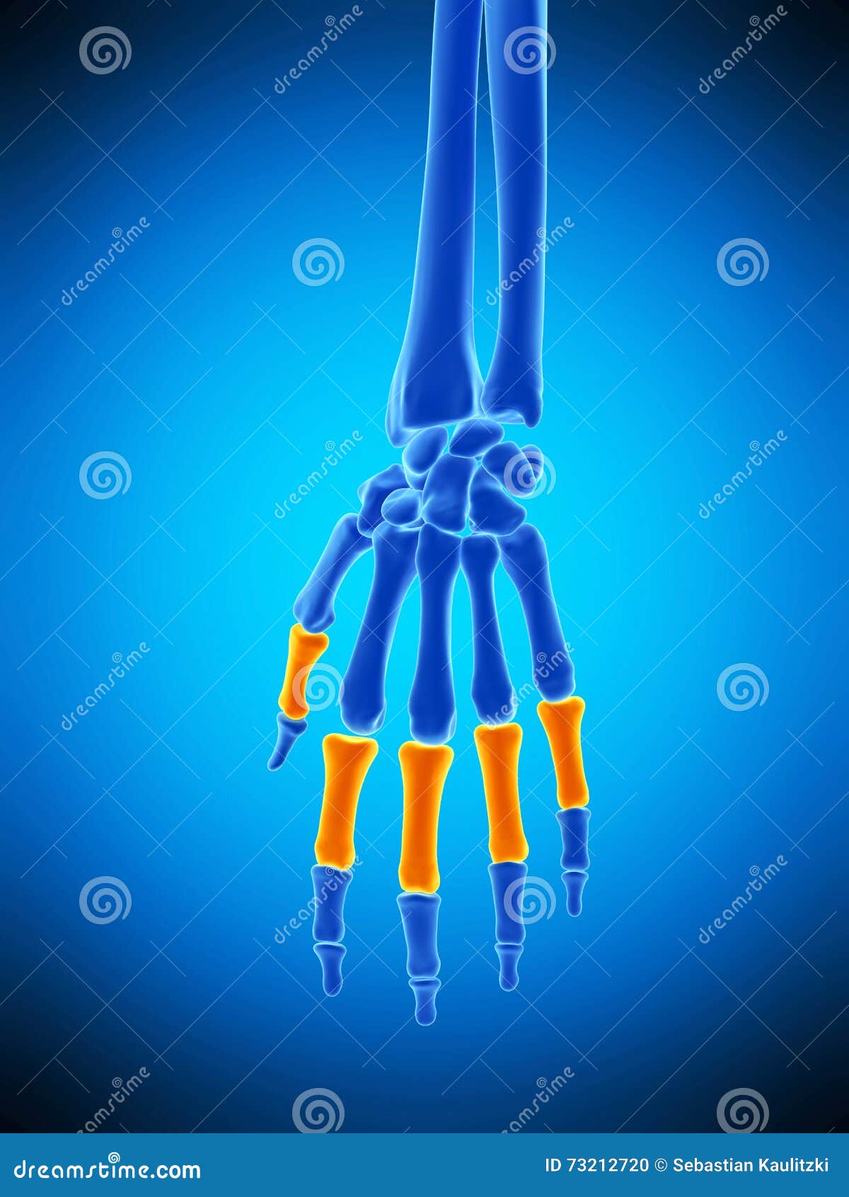 The Proximal Phalanges Bones Stock Illustration - Illustration of ...