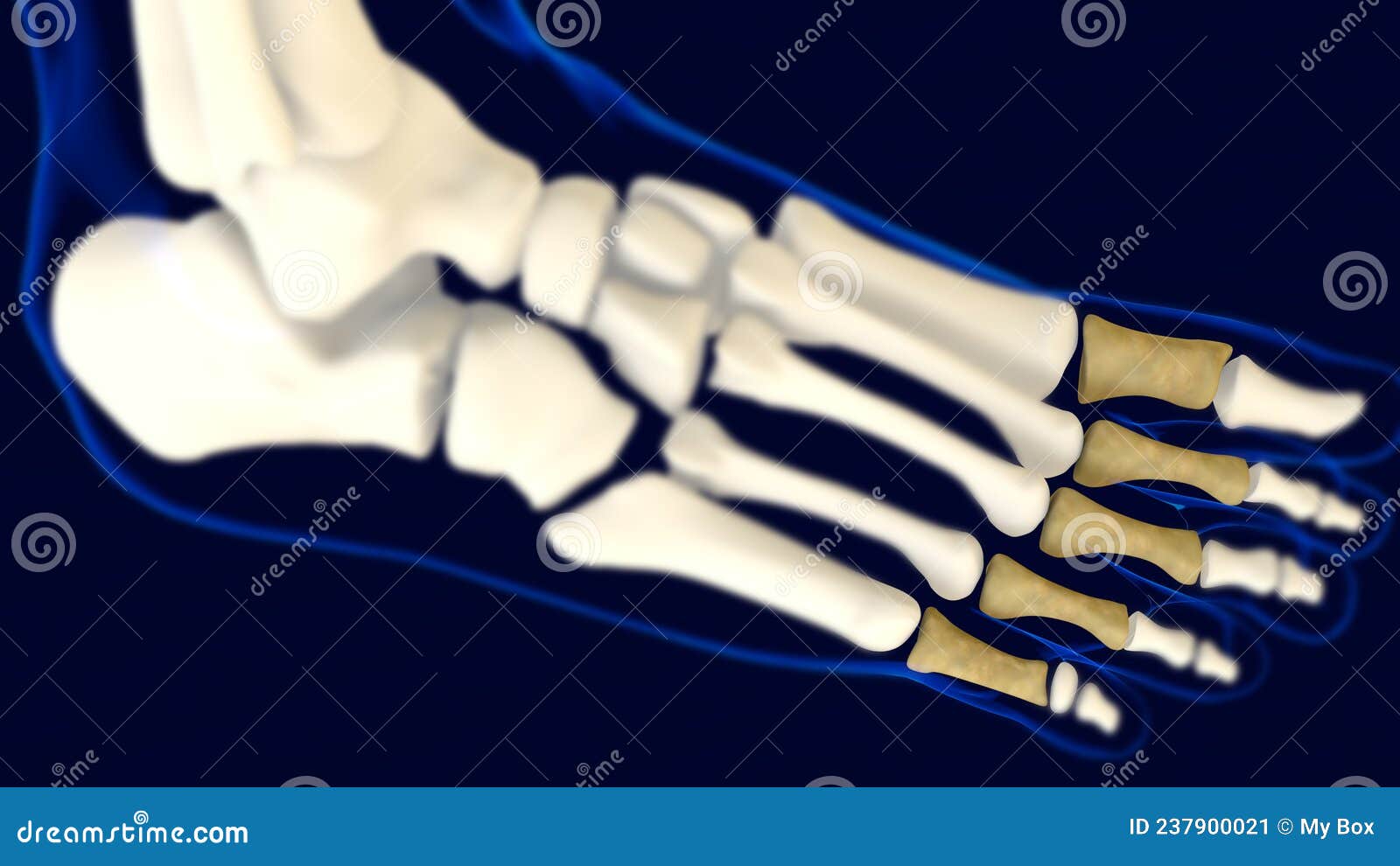 Proximal Phalanges Foot Bones Anatomy 3D Rendering Stock Illustration ...