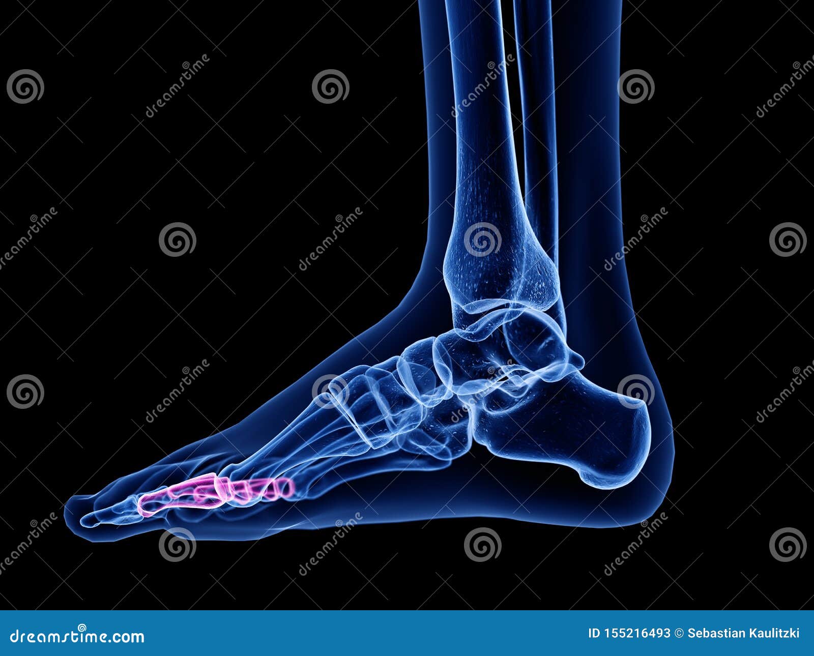 The proximal phalanx bones stock illustration. Illustration of proximal ...
