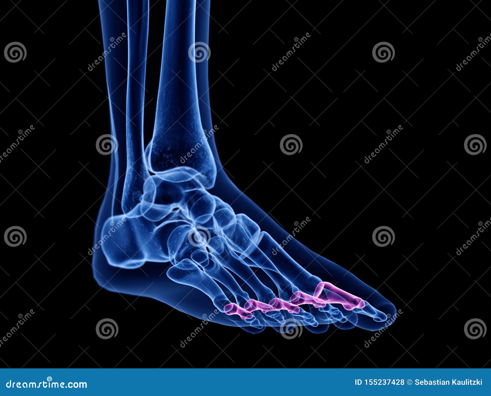 The proximal phalanx bones stock illustration. Illustration of ...