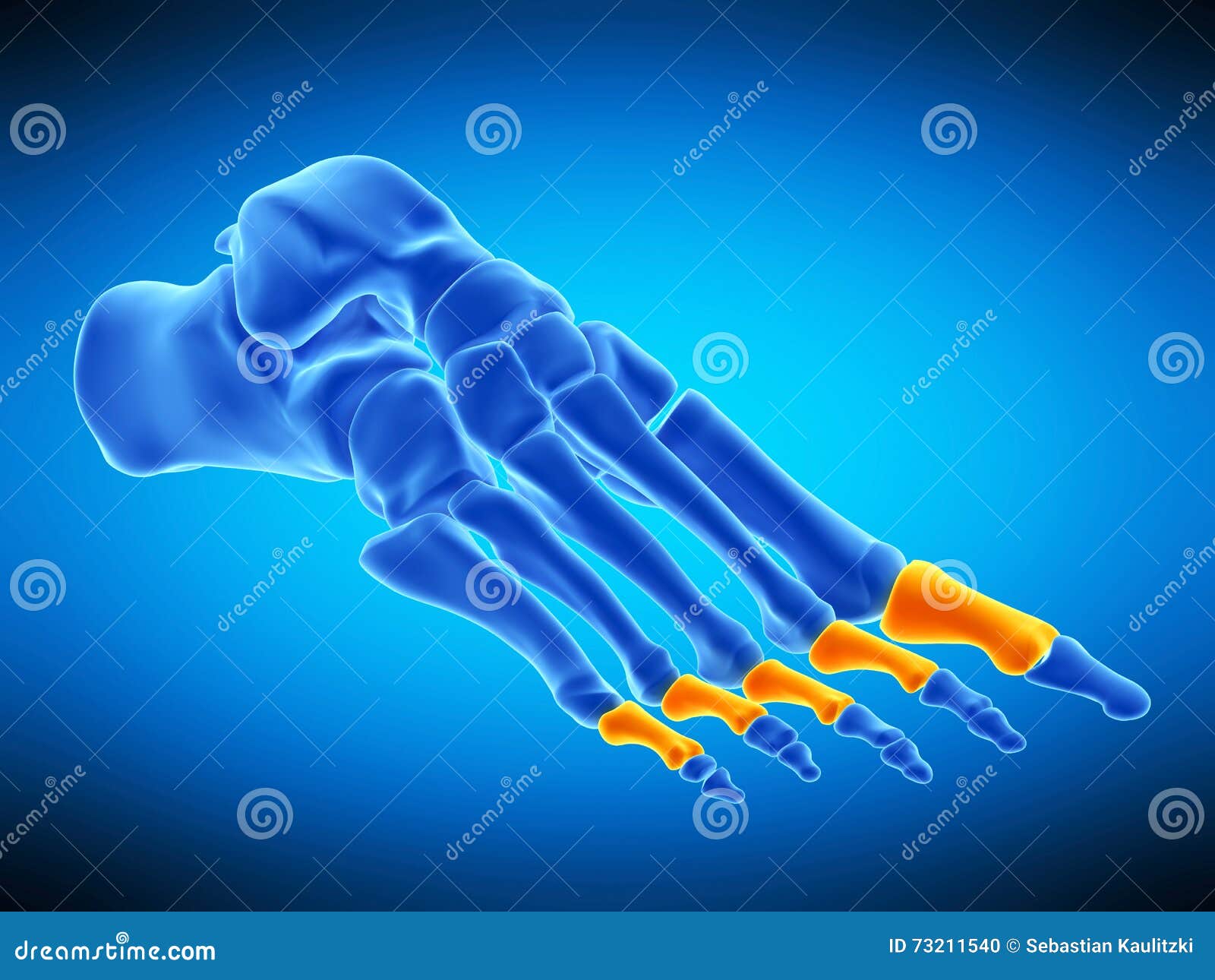 The Proximal Phalanx Stock Illustration | CartoonDealer.com #101264920