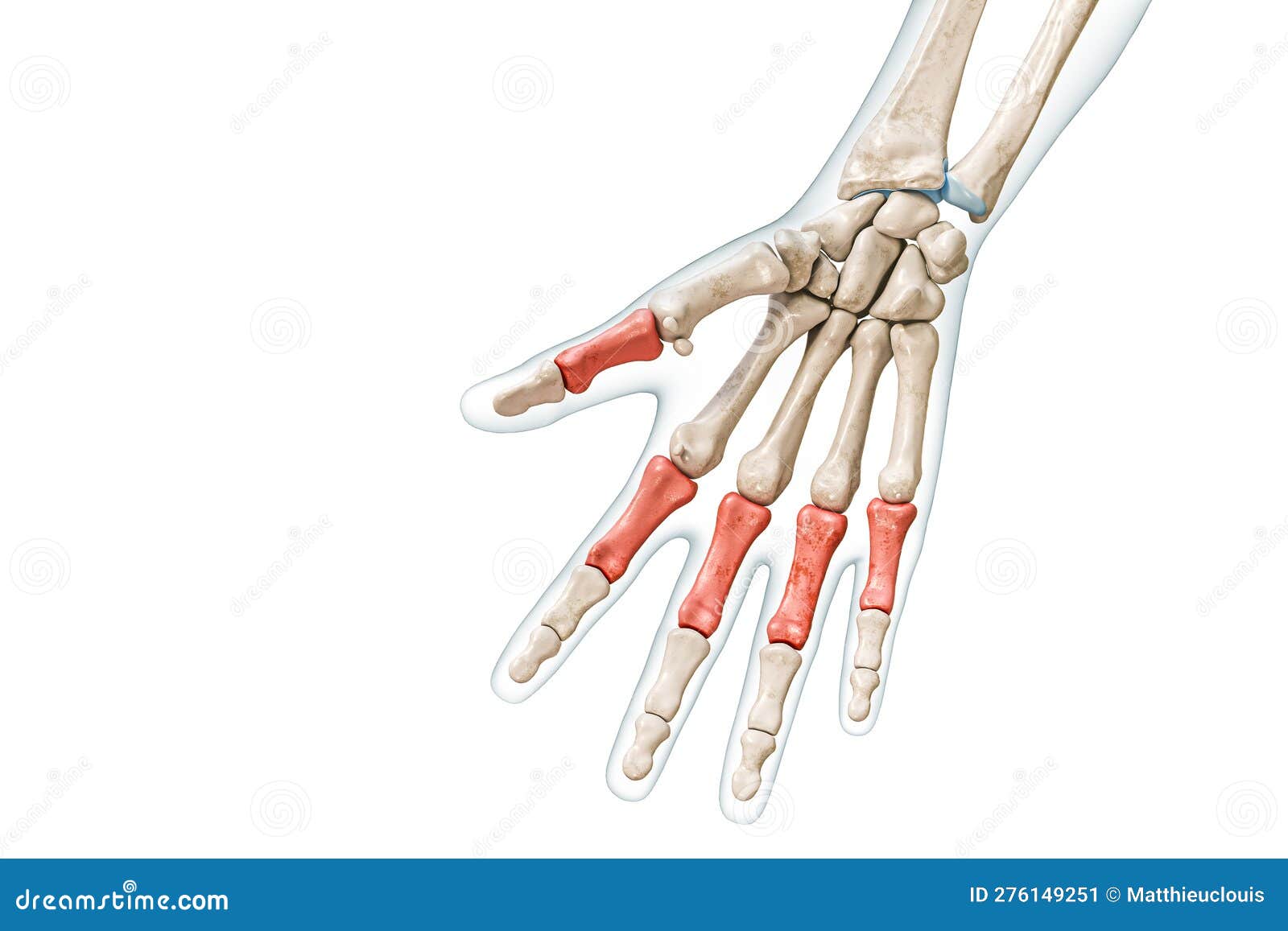 The Proximal Phalanx Bones Royalty-Free Cartoon | CartoonDealer.com ... The Proximal Phalanx Bones Royalty-Free Cartoon | CartoonDealer.com ...