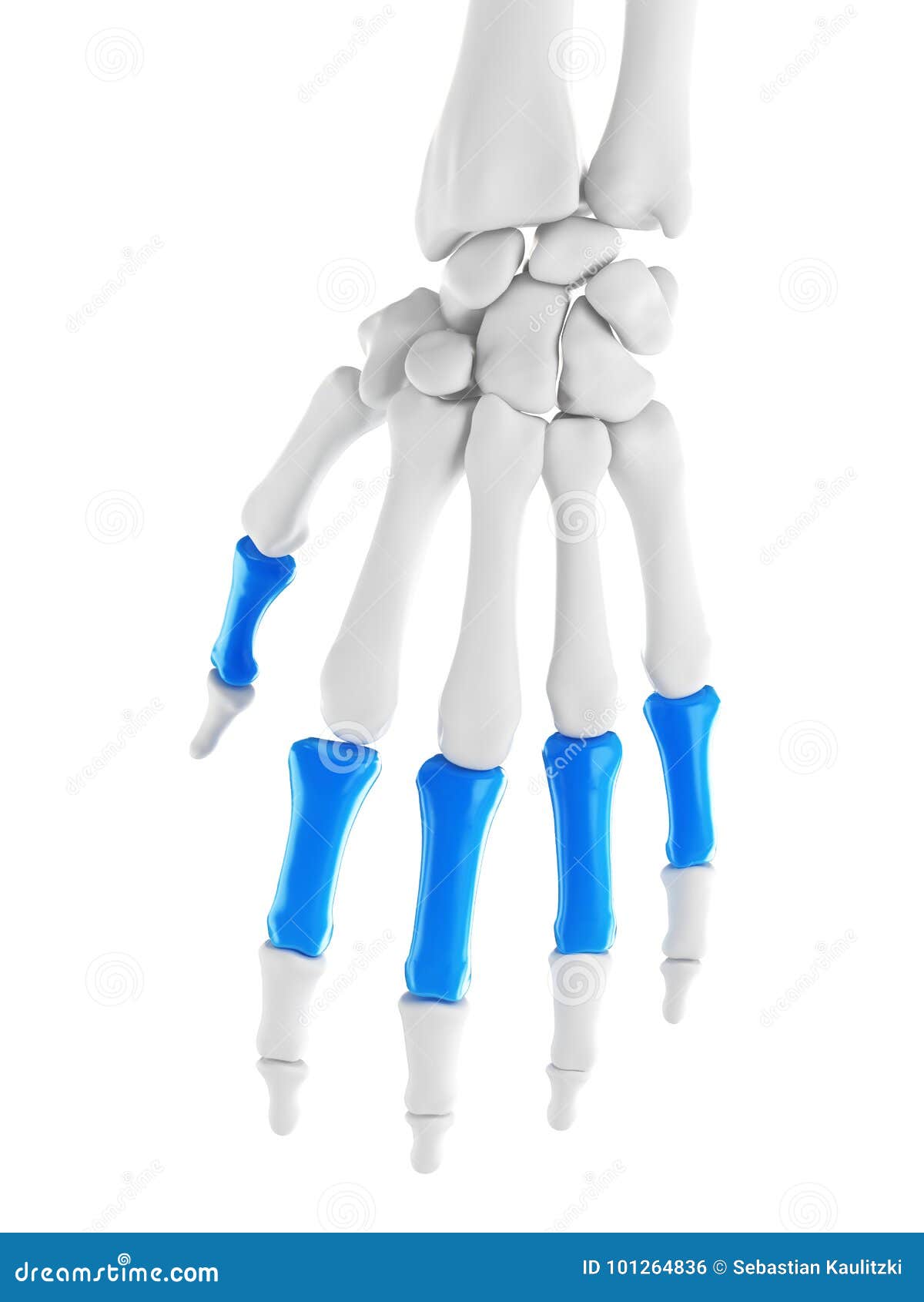 Proximale phalanges stock illustratie. Illustration of vinger - 101264836