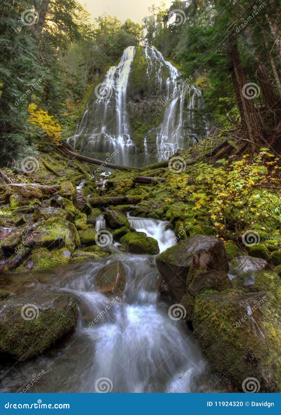 Proxy Falls stock photo. Image of proxy, trees, forest - 11924320