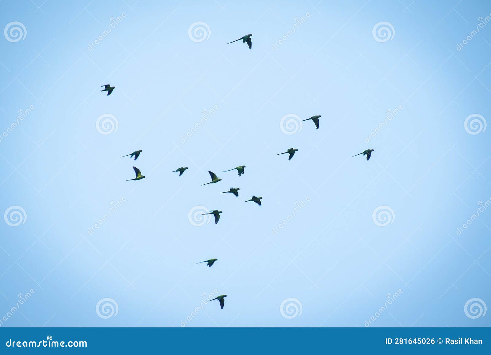 Prrots Flying in the Open Sky Stock Photo - Image of prrots, migration ...