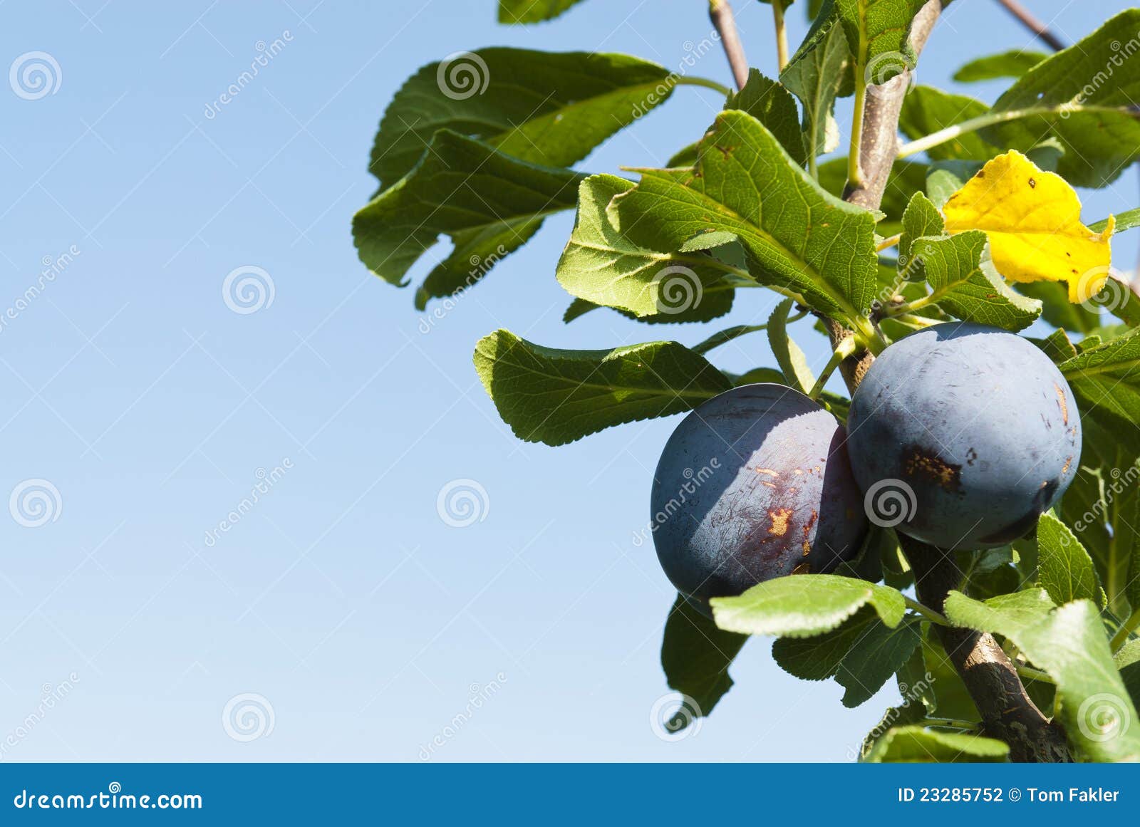 Prugna Due Sugli Alberi in Un Frutteto Fotografia Stock - Immagine di ...
