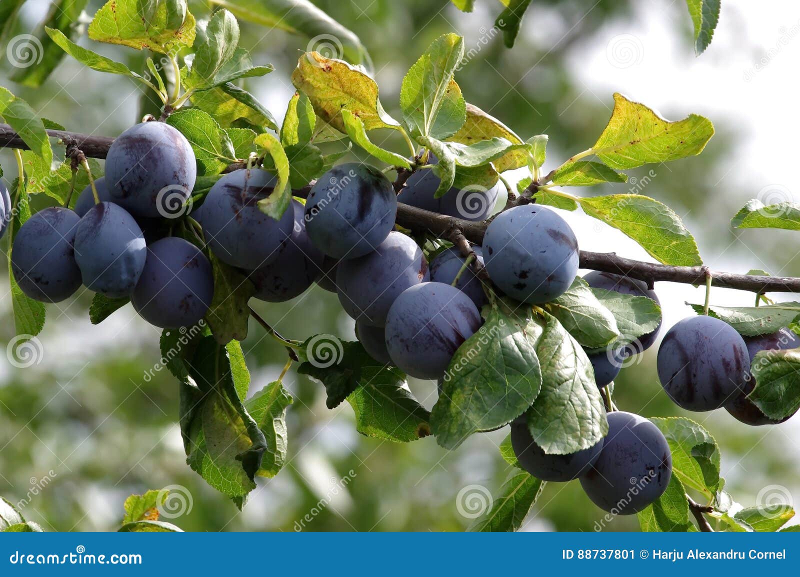 Prugne su una filiale immagine stock. Immagine di biologia - 88737801