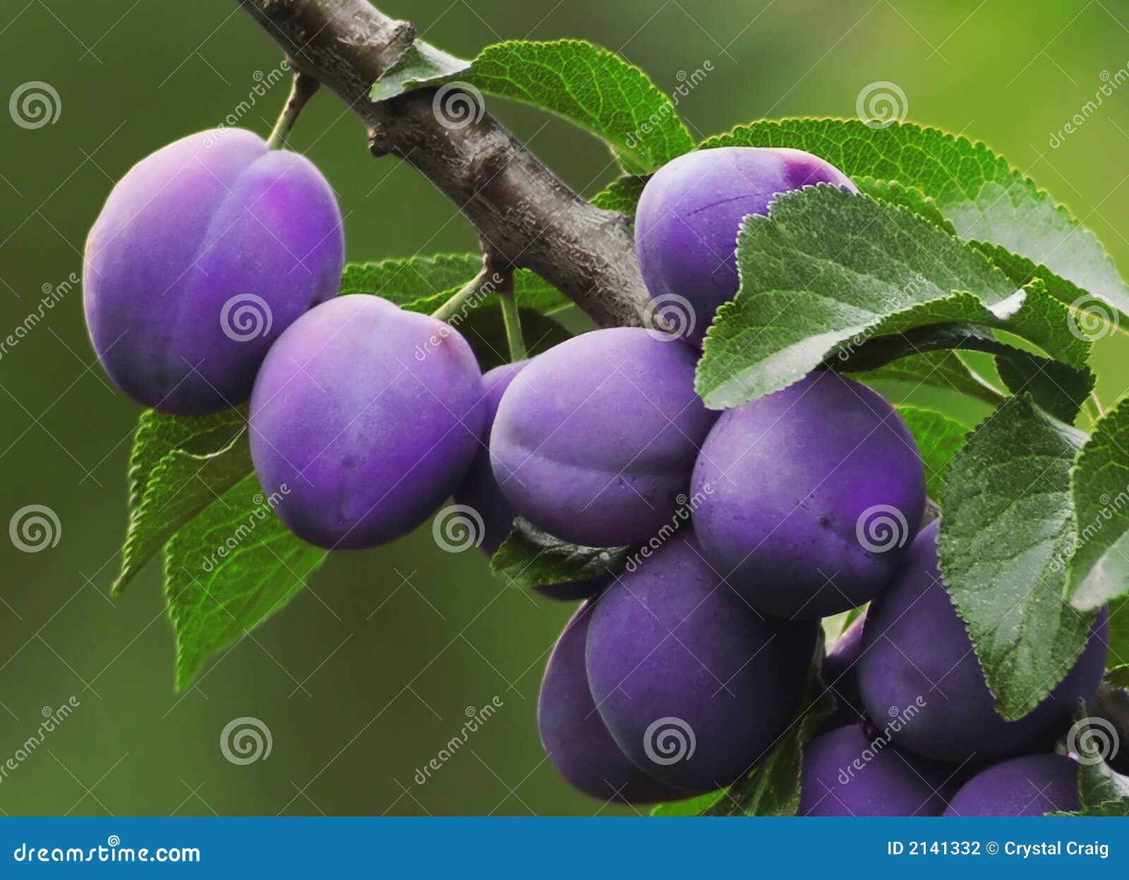 Prugne sull'albero fotografia stock. Immagine di viola - 2141332