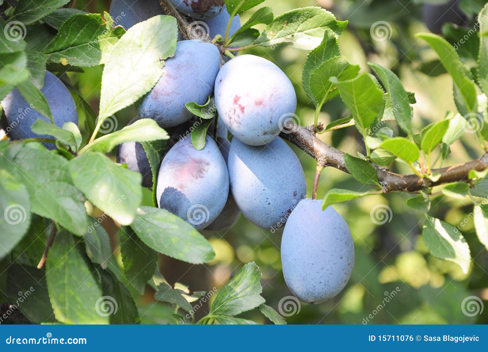 Pruim stock foto. Image of voedsel, groep, blad, heerlijk - 15711076