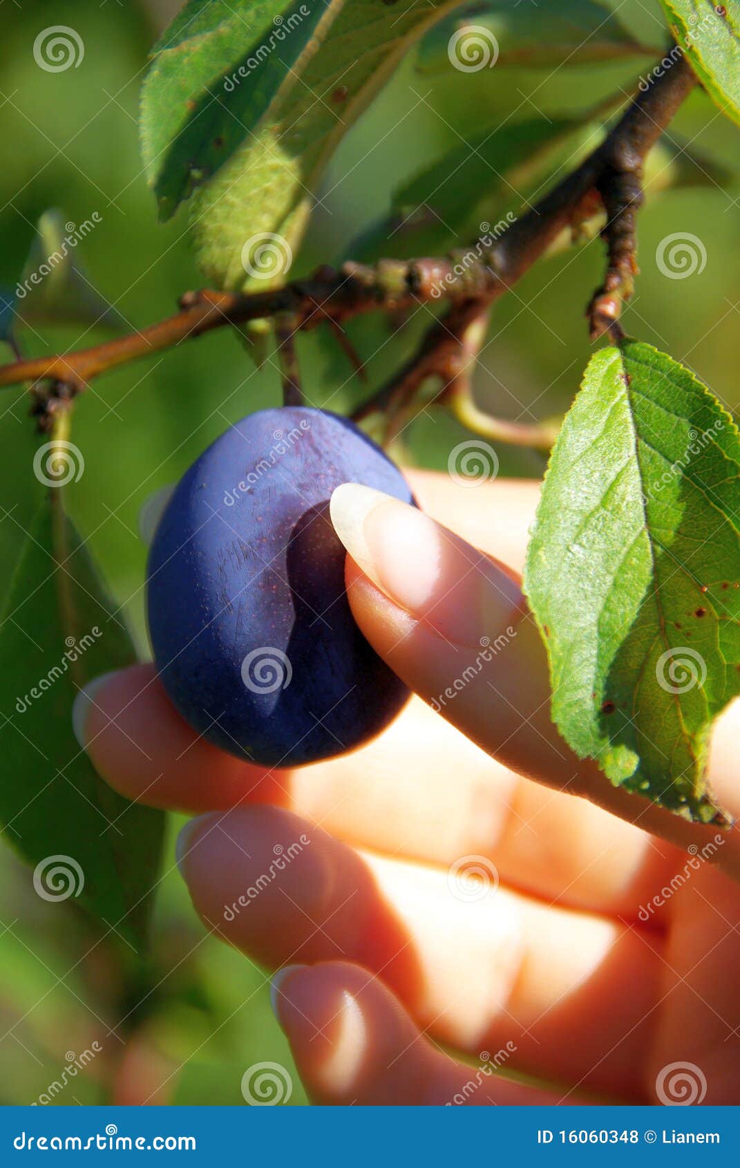 Pruim stock foto. Image of boomgaard, boom, vrucht, najaar - 16060348