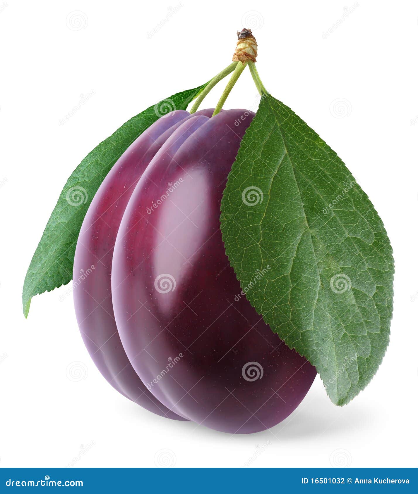Pruim stock foto. Image of besnoeiing, purper, ingrediënt - 16501032