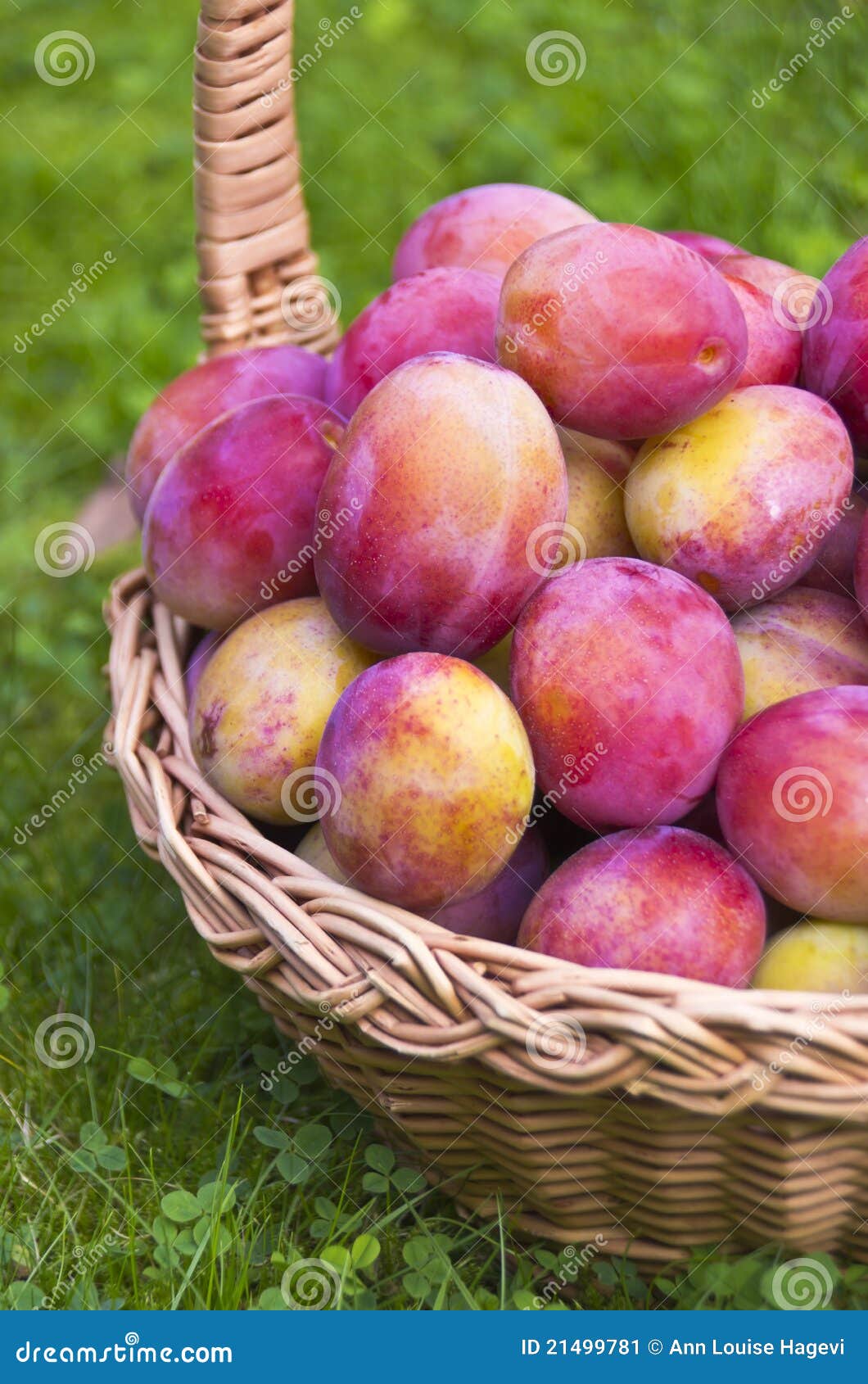 Pruim stock afbeelding. Image of organisch, voedsel, oogst - 21499781