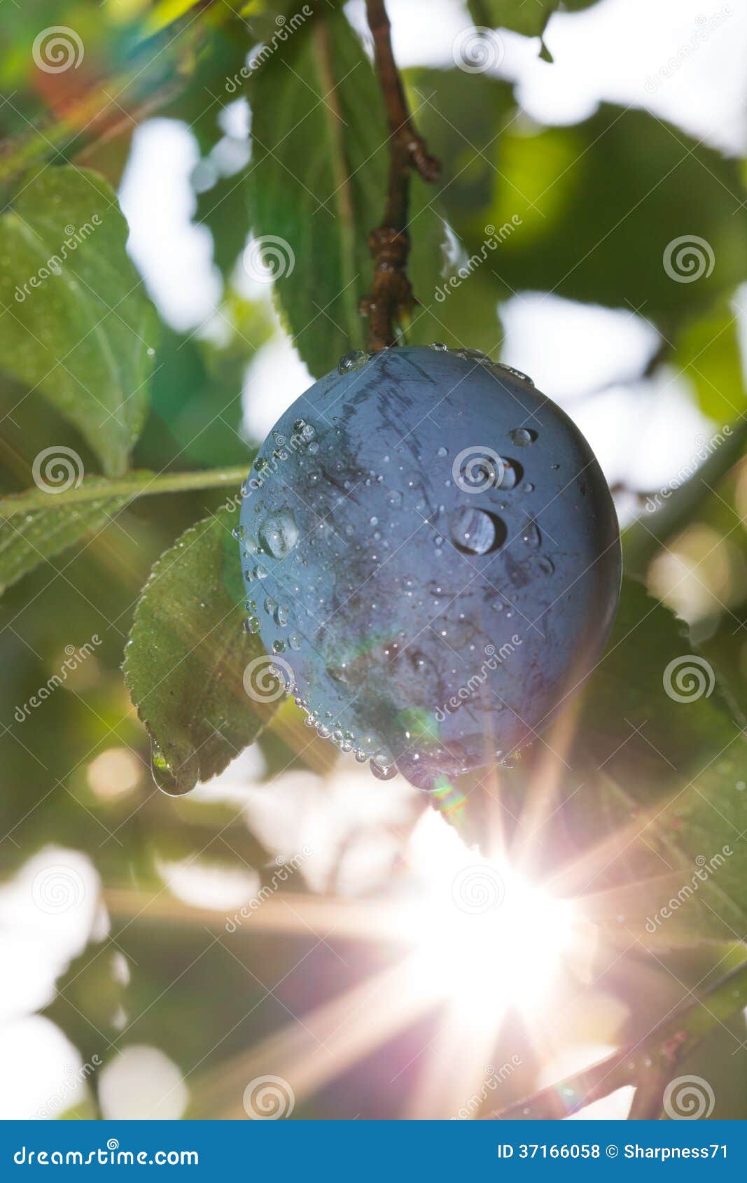 Pruim 3 stock foto. Image of pruim, pruimen, najaar, oogst - 37166058