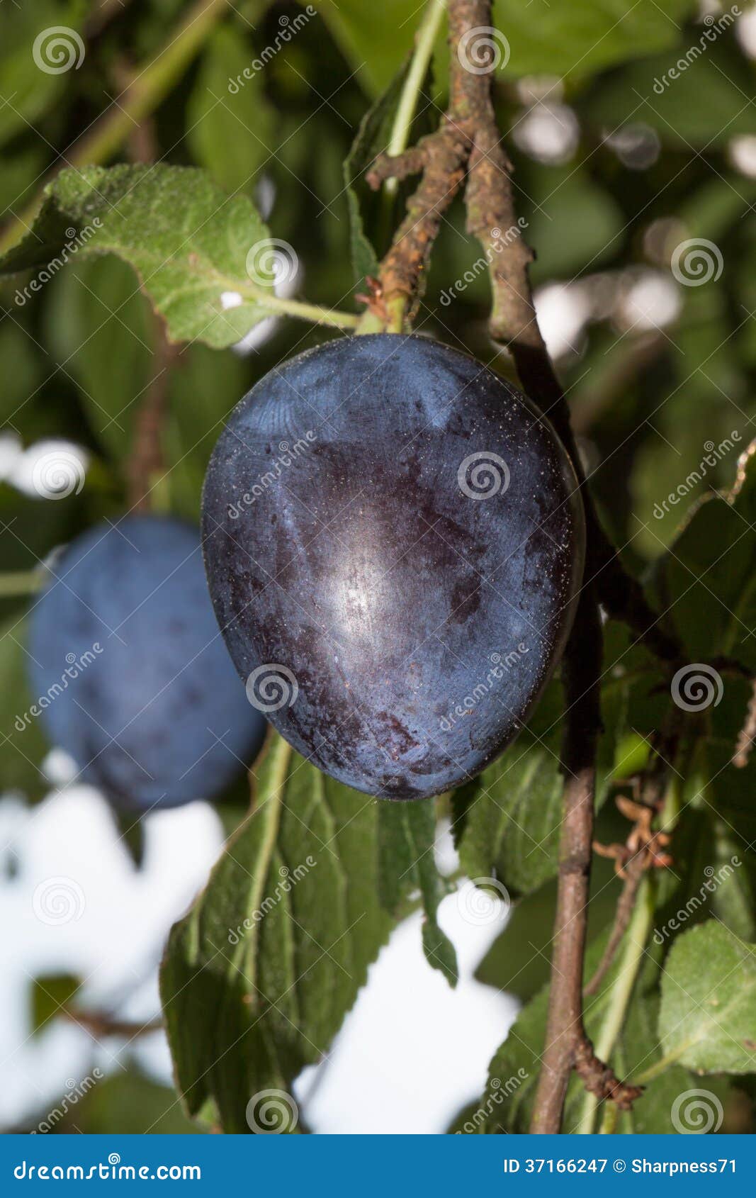 Pruim 1 stock afbeelding. Image of blauw, licht, boom - 37166247